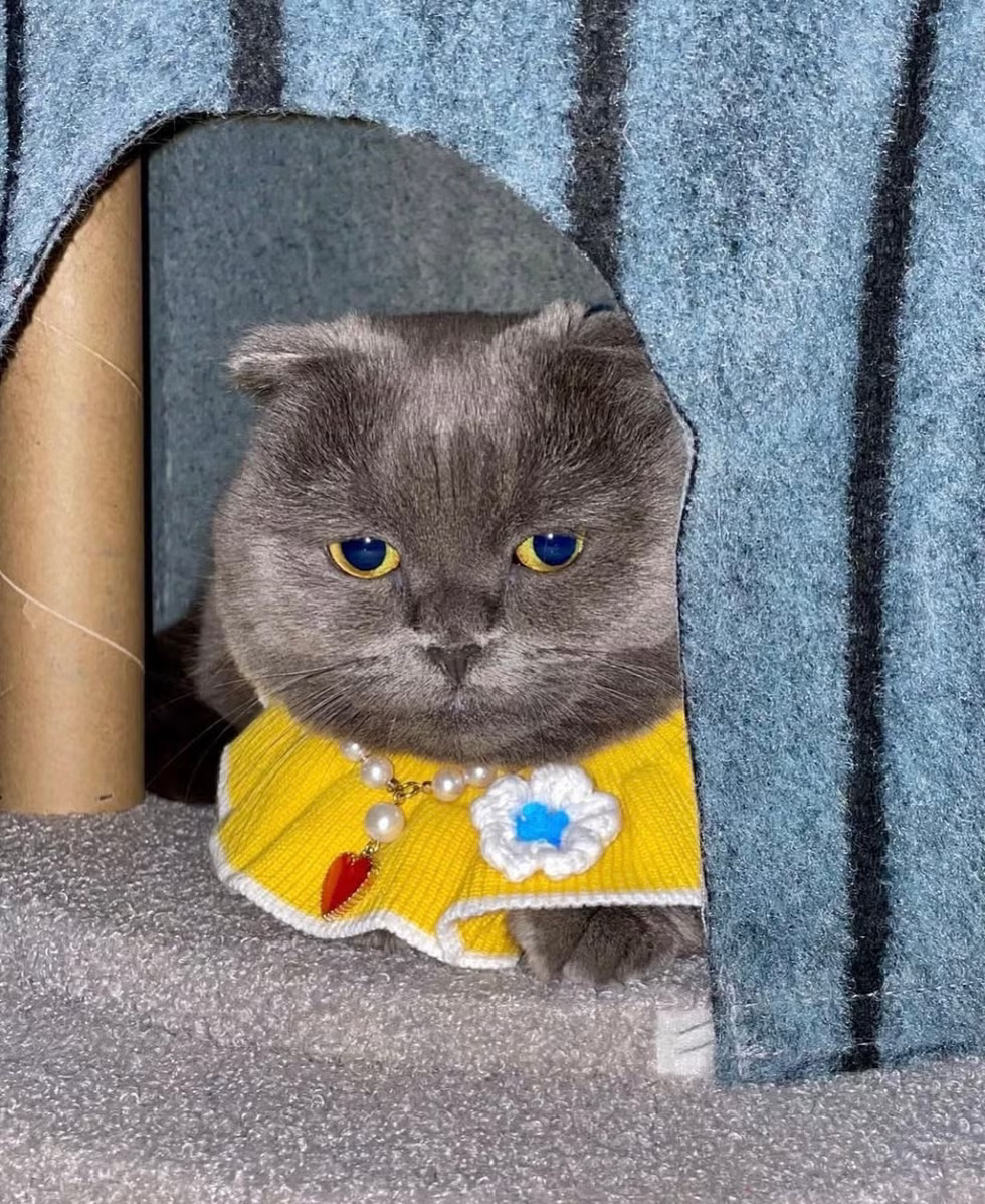 韓流天王「GD 權志龍」以愛貓 ZOA 打造潮流新 IP《ZO&FRIENDS》！台北中山 AIPXA LAND 首度快閃店 限期兩周盛大登場 ...