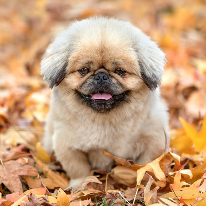 《MONDAY BRUCE 星期一的布魯斯》 聯名主題咖啡廳開幕！FANFANS CAFÉ 打造厭世上班族的療癒摸魚天堂｜打卡亮點一次看 ...